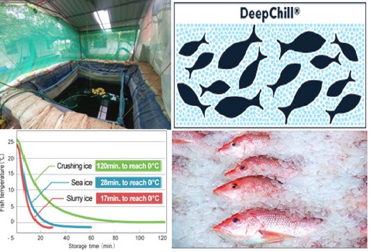 How VTF Consumers get Extra Grade Quality of fishes – Vridhi Techno ...